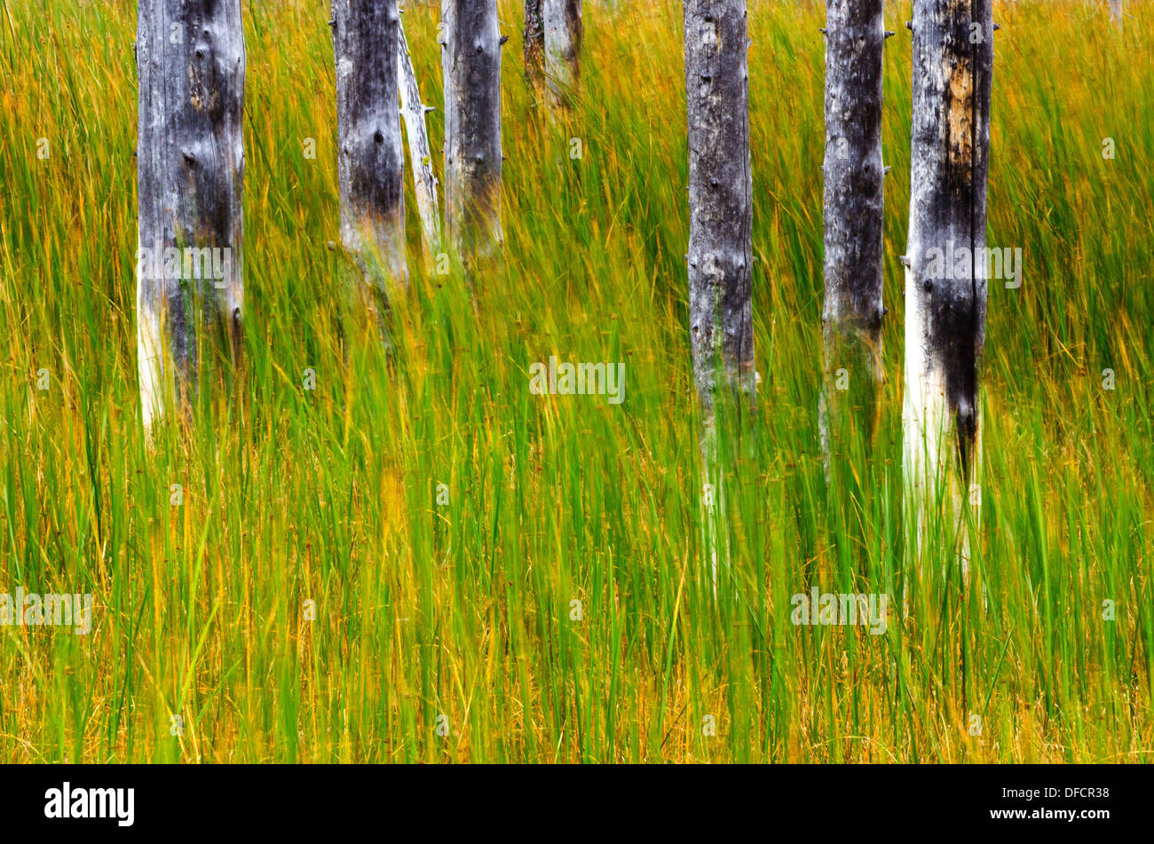 View of several burned tree trunks and long grass blurred by blowing ...