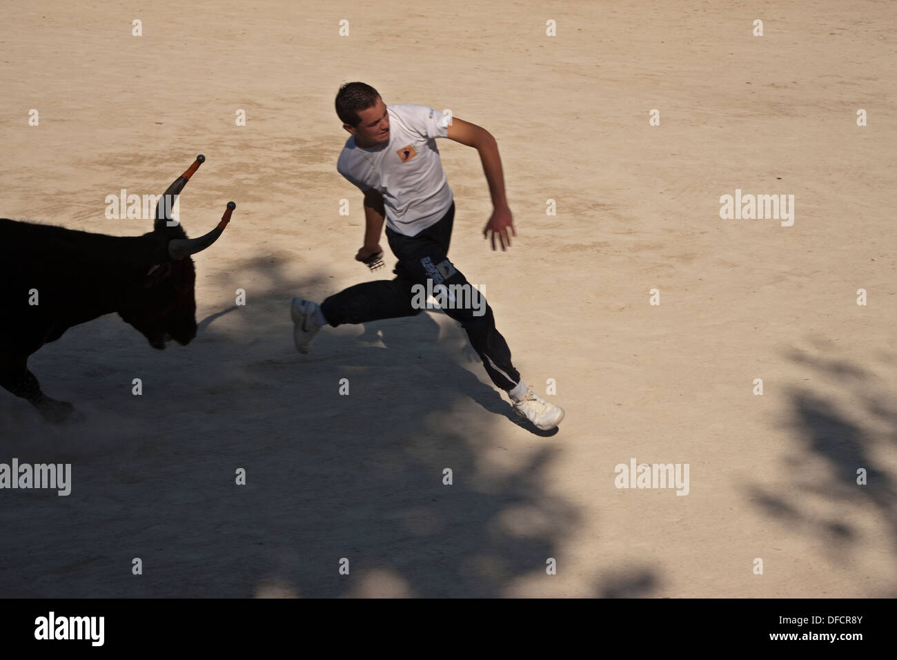 Bull chasing man Course Camarguaise Bullfighting Fontvieille France ...