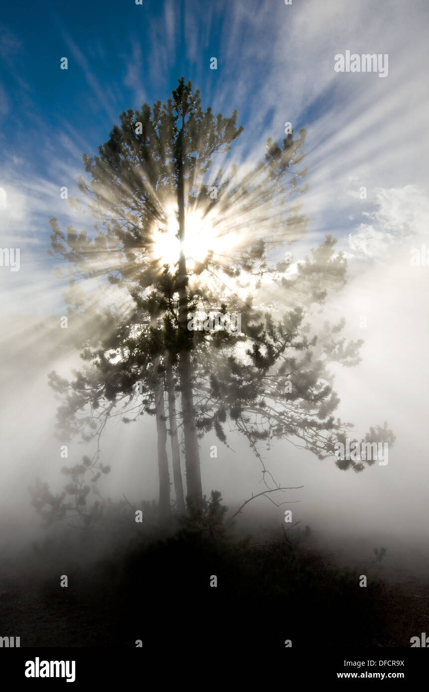 Sunlight rays beaming through steam and silhouette of pine tree in ...