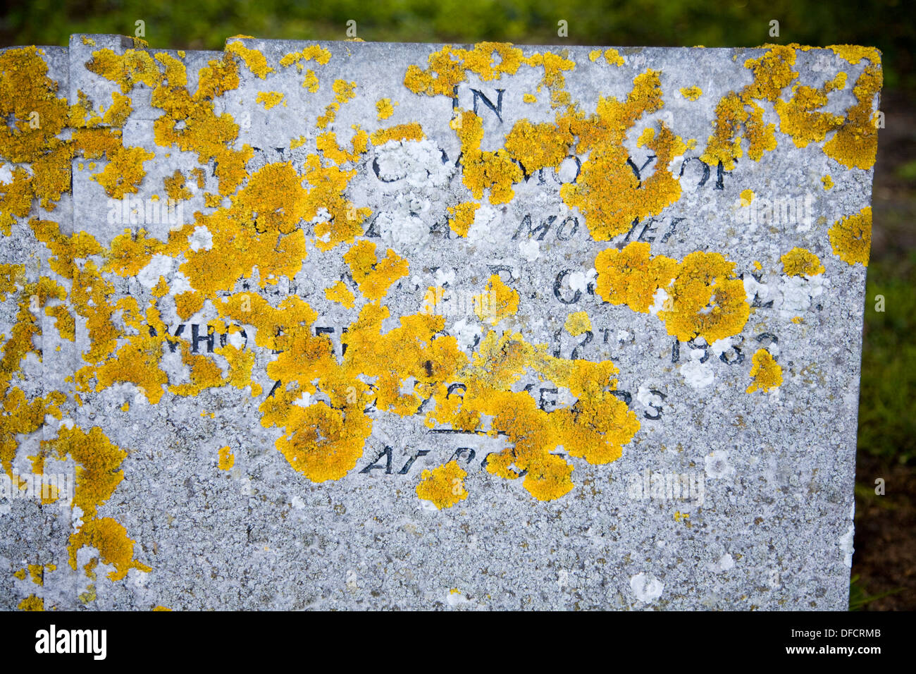 Orange shield lichen growing weathering gravestone Stock Photo - Alamy