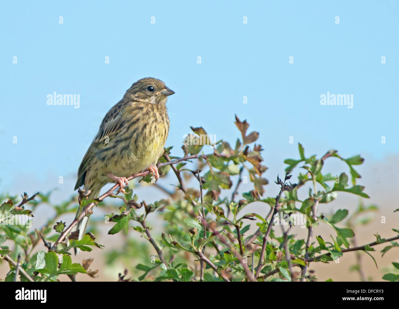 Female Corn Bunting-Miliaria calandra, Uk Stock Photo - Alamy