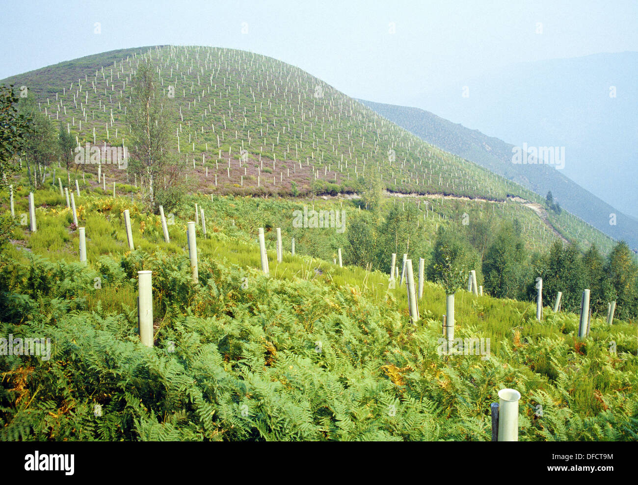 Reafforestation High Resolution Stock Photography and Images - Alamy