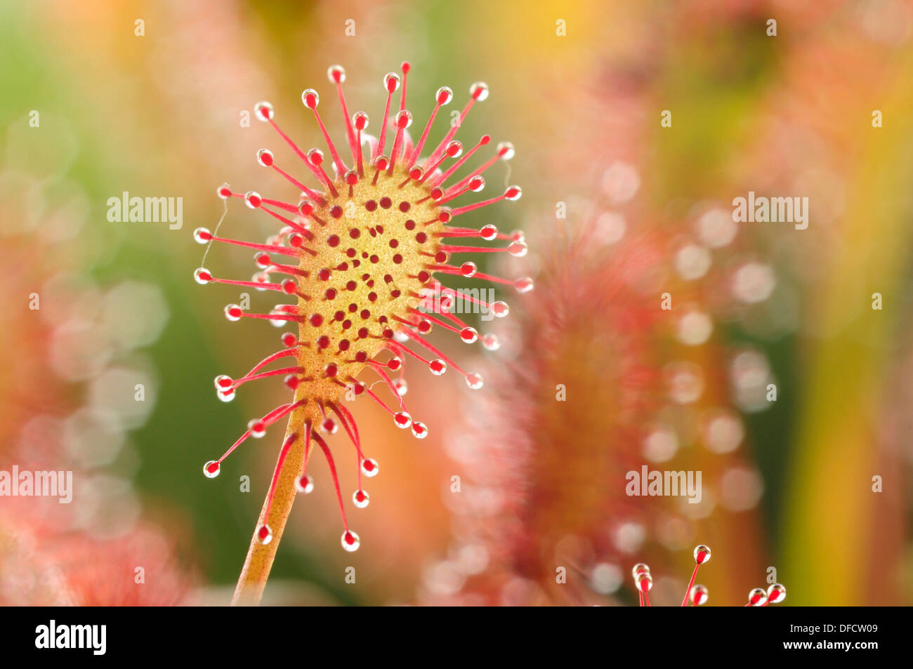 Oblong-leaved Sundew or Spoonleaf Sundew (Drosera intermedia Stock ...