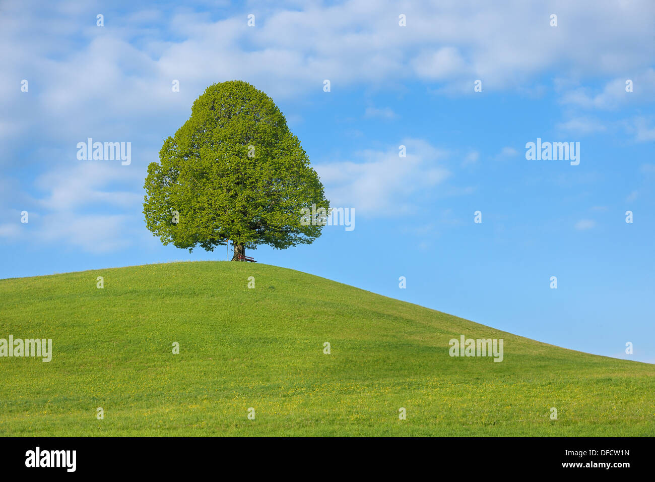 Switzerland, Lime tree in meadow Stock Photo - Alamy