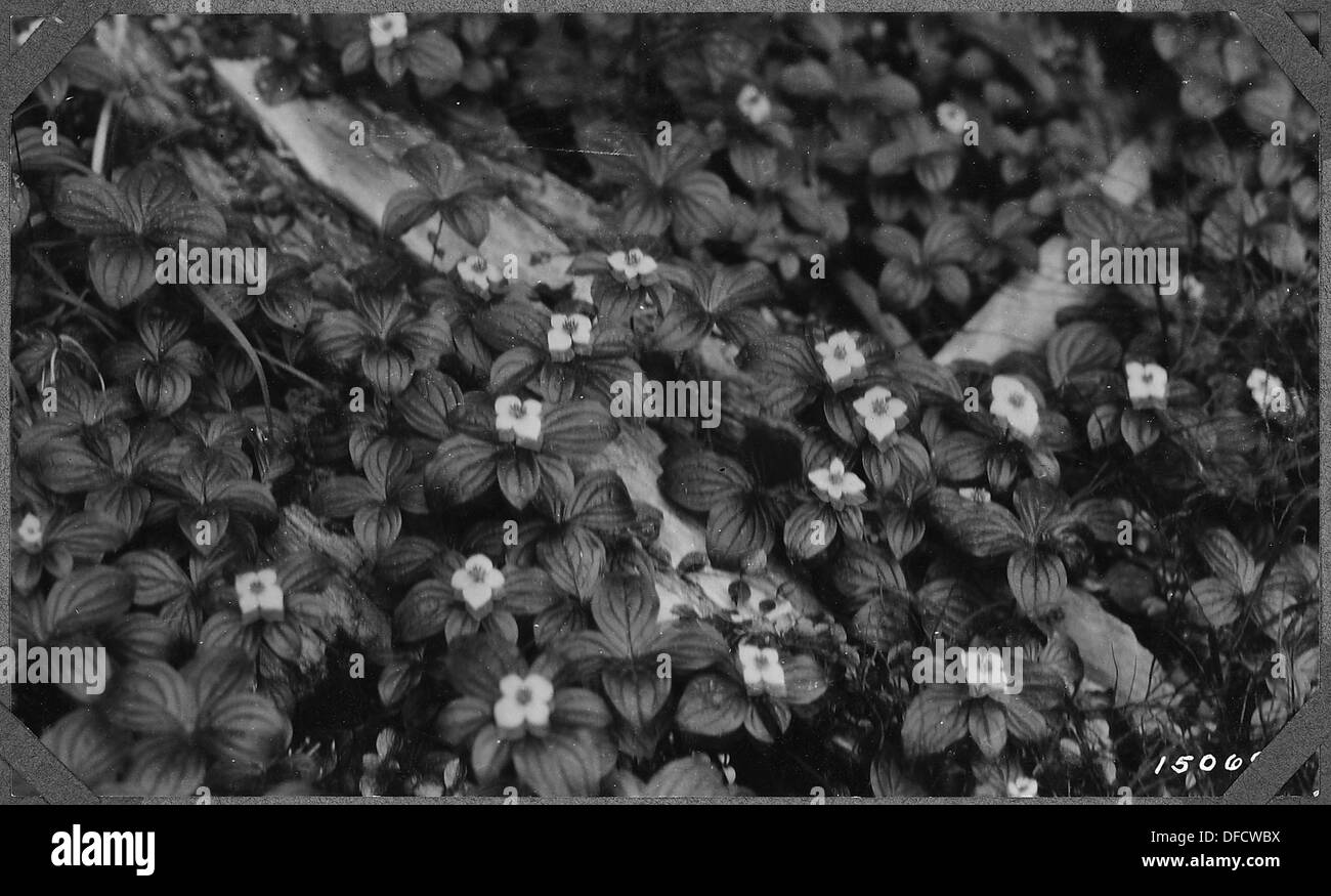 Cornus canadensis, commonly known as the bunchberry, is a flowering ...