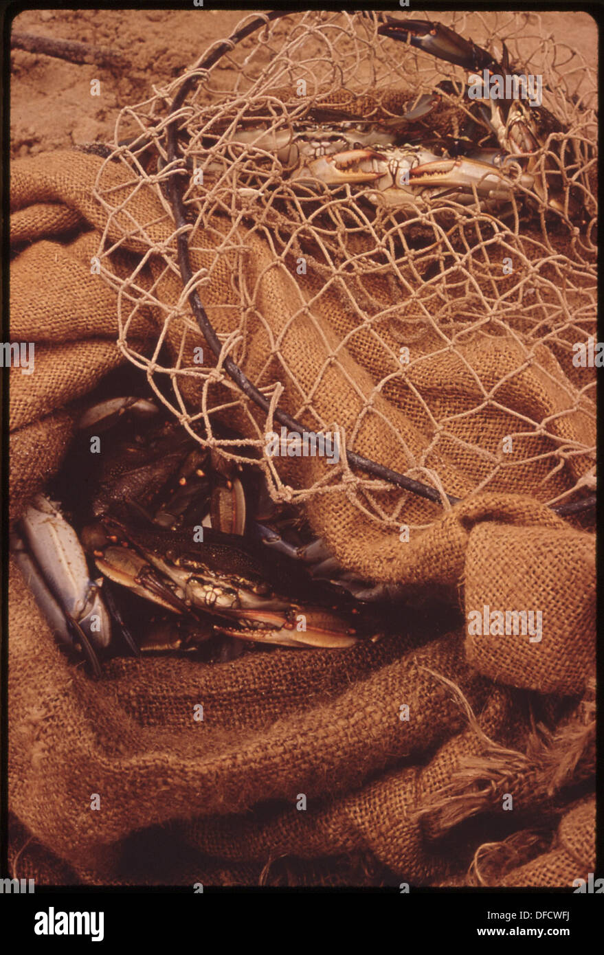 A close-up photograph of crabs, highlighting their physical features ...