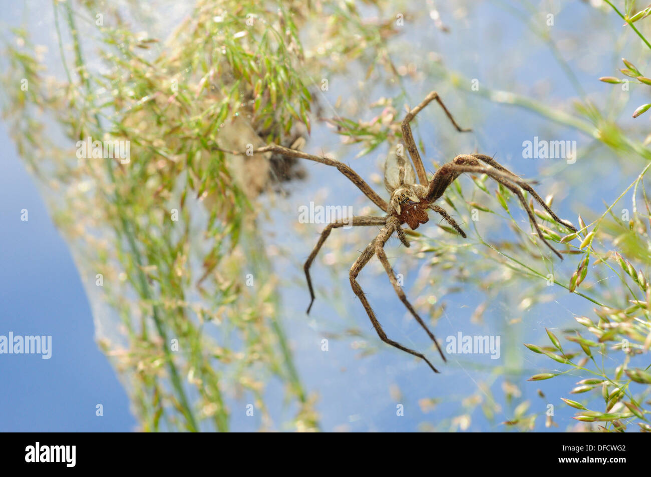 Nursery web spider nest hi-res stock photography and images - Alamy
