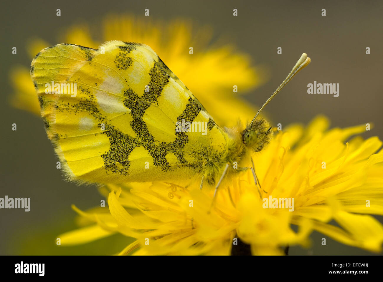 Butterfly Provence High Resolution Stock Photography and Images - Alamy