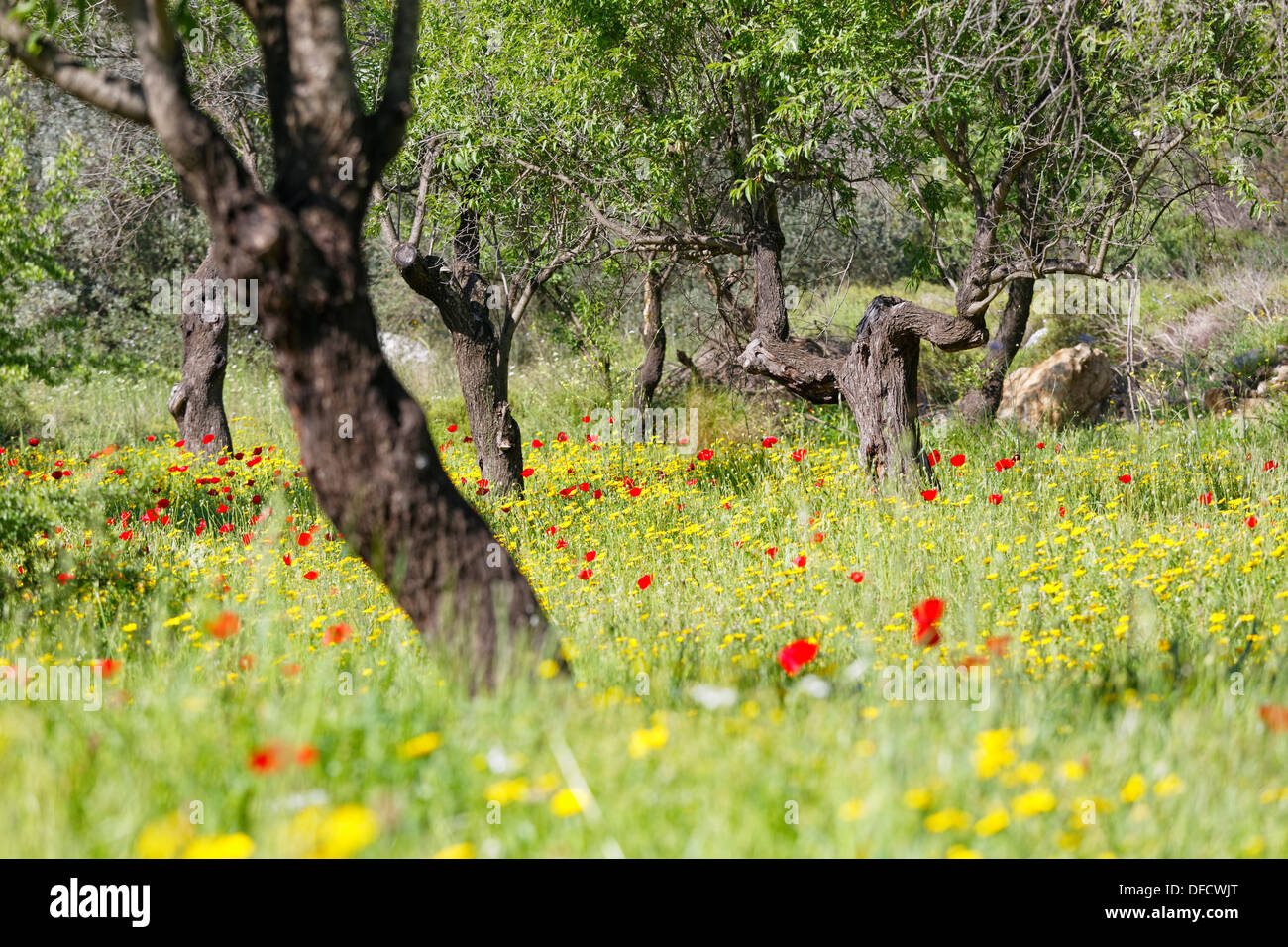 Tree poppy flower hi-res stock photography and images - Alamy