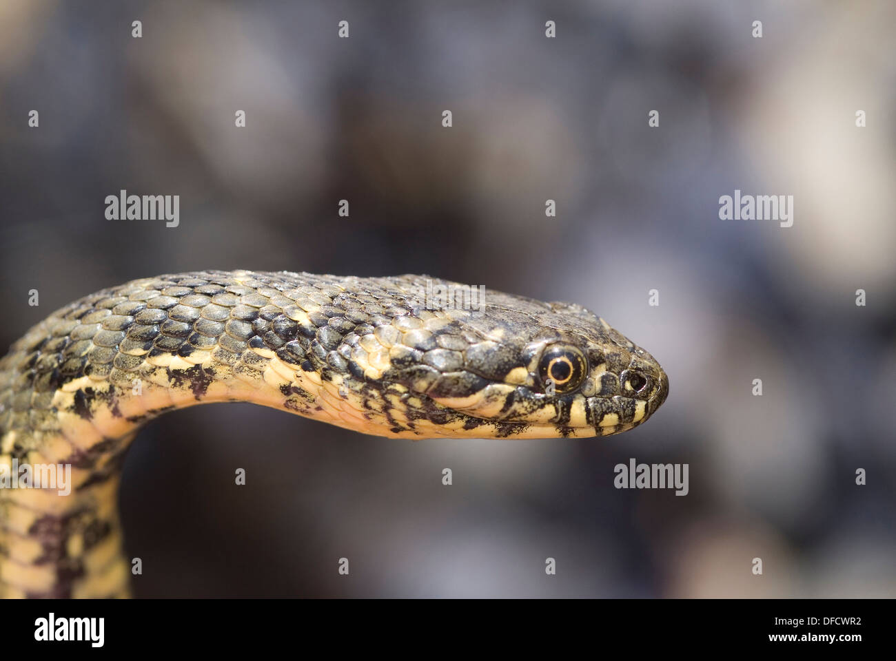 Viperine water snake (Natrix maura) in intertidal marine ponds Stock ...