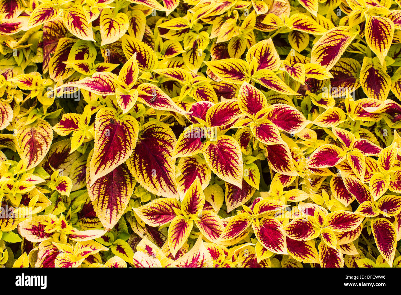 Ornamental plants hi-res stock photography and images - Alamy