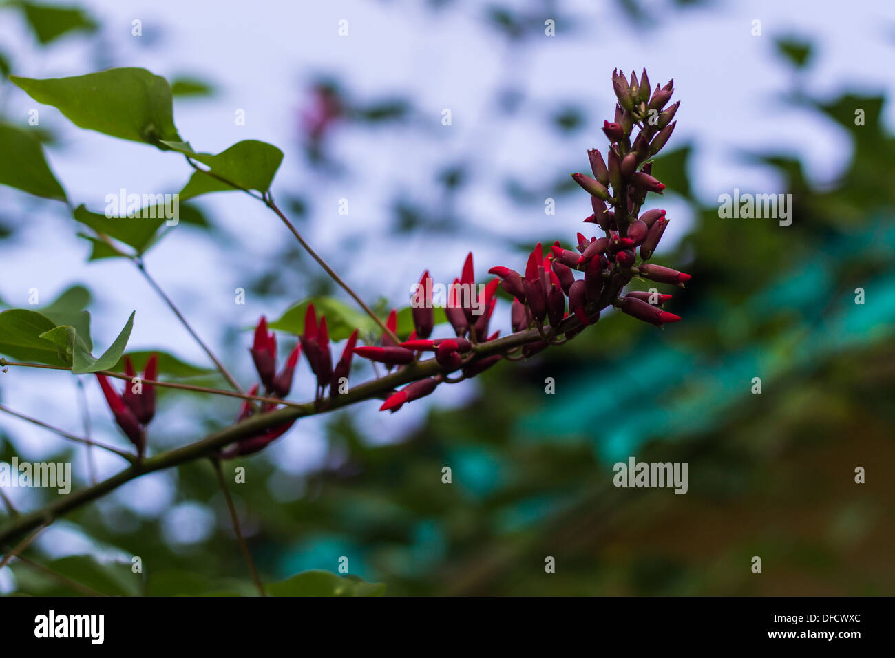 Erythrina variegata (Parichat flowers Stock Photo - Alamy