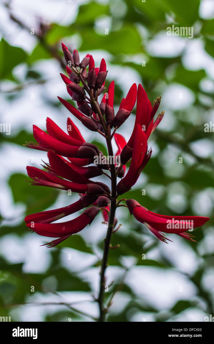 Erythrina variegata (Parichat flowers Stock Photo - Alamy