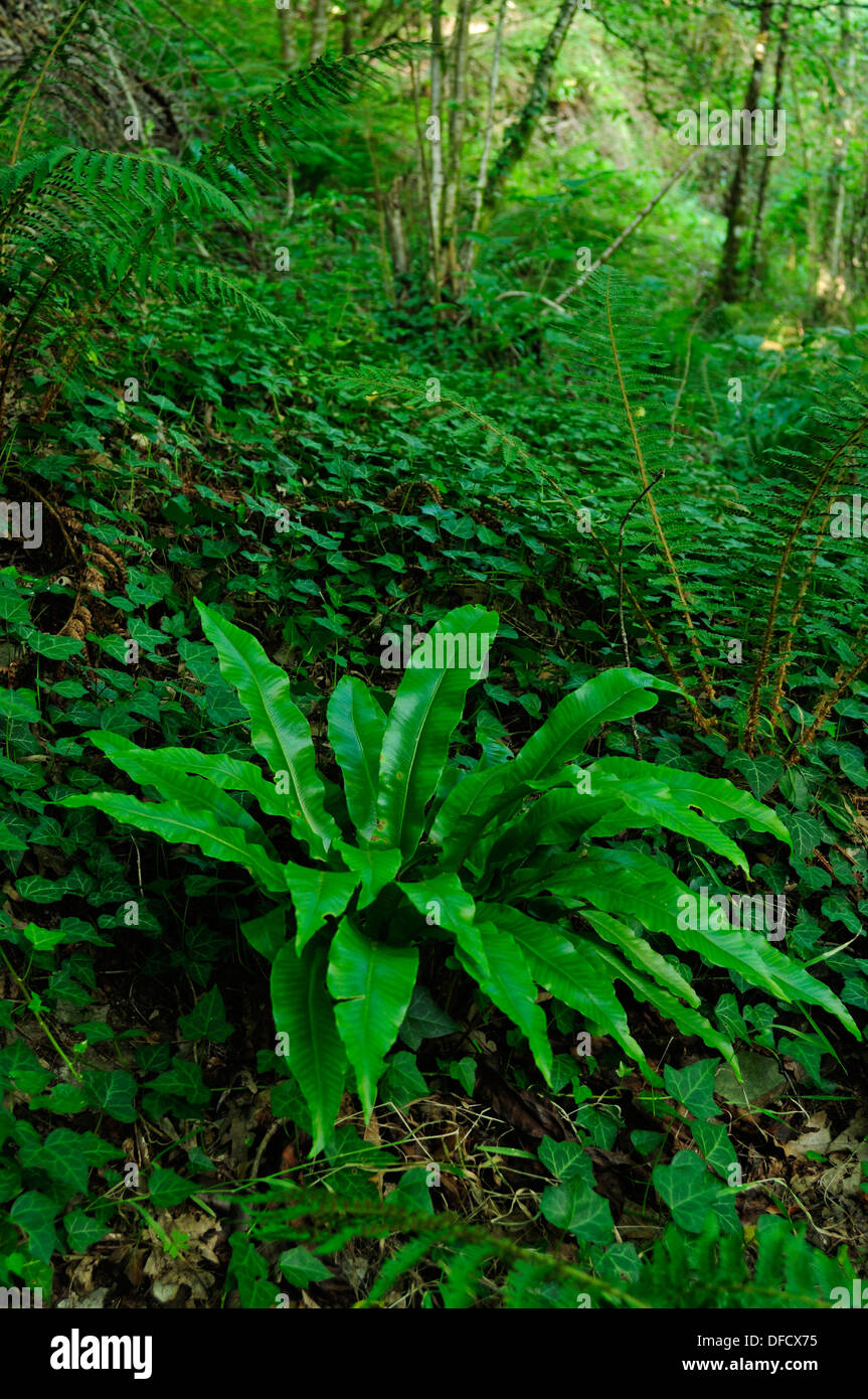 Hart's-tongue fern (Phyllitis scolopendrium Stock Photo - Alamy