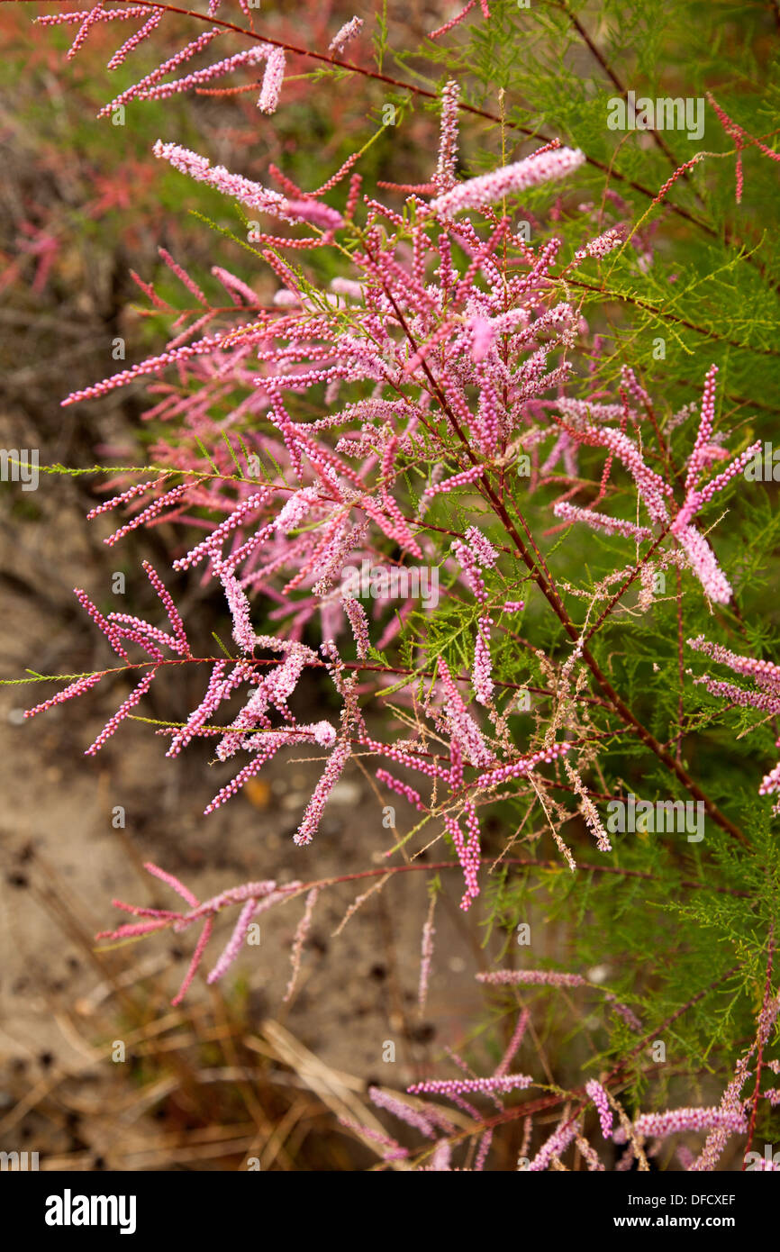 Tamarisk bush hi-res stock photography and images - Alamy
