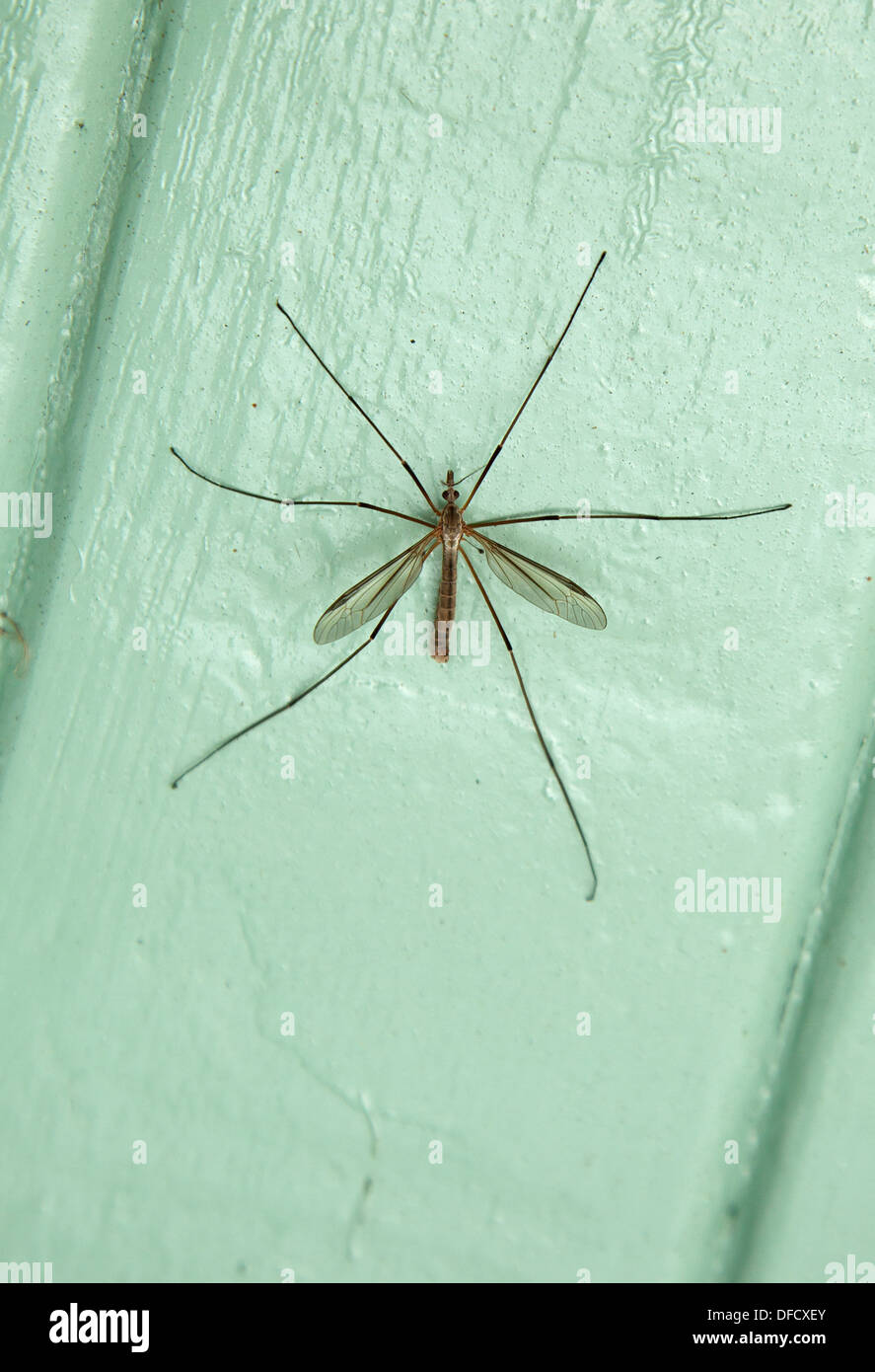 Crane fly diptera hi-res stock photography and images - Alamy