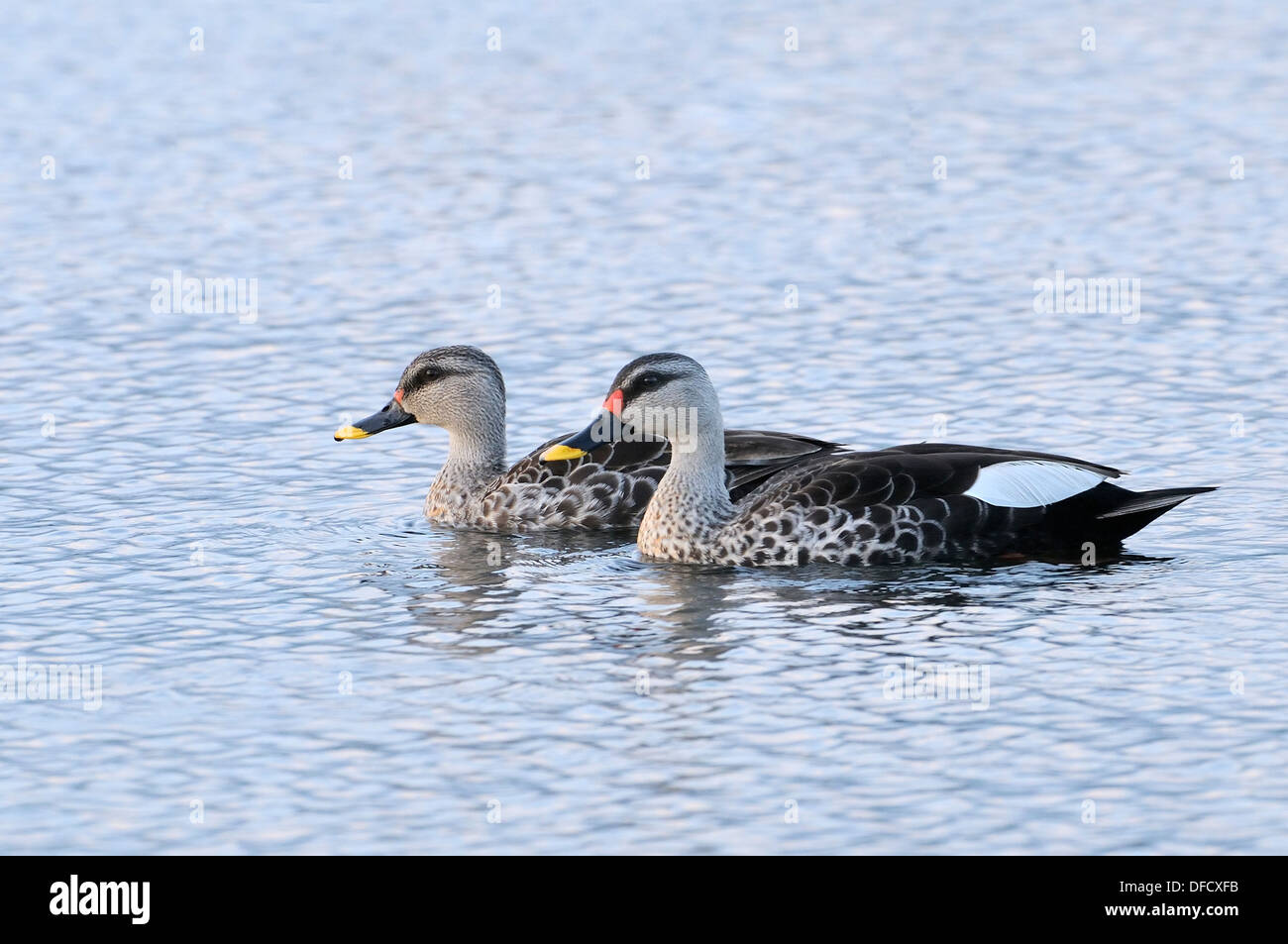 Indian spot billed duck hi-res stock photography and images - Alamy