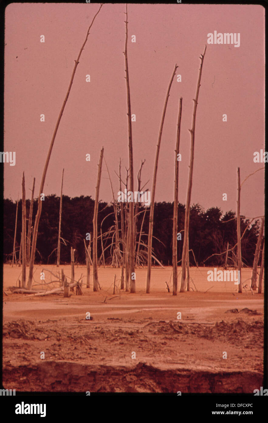 Dead trees are visible near the holding ponds of the Olin-Mathieson ...