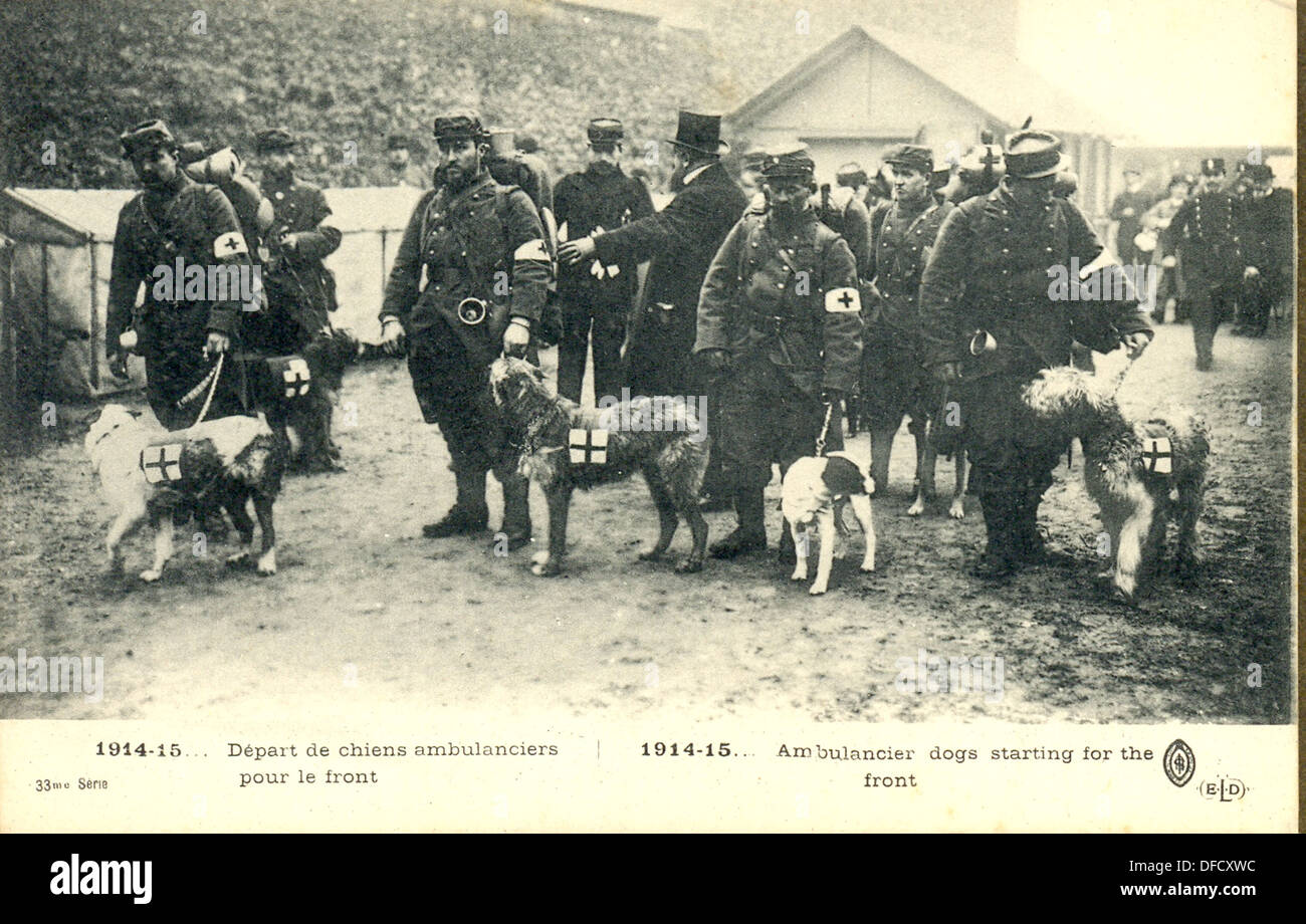 World War One French postcard of Ambulance dogs starting for the front ...