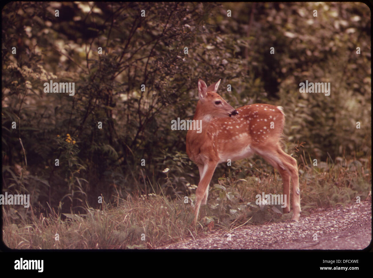 A deer is shown near Highway 107 south of Tomahawk, Wisconsin, an area ...