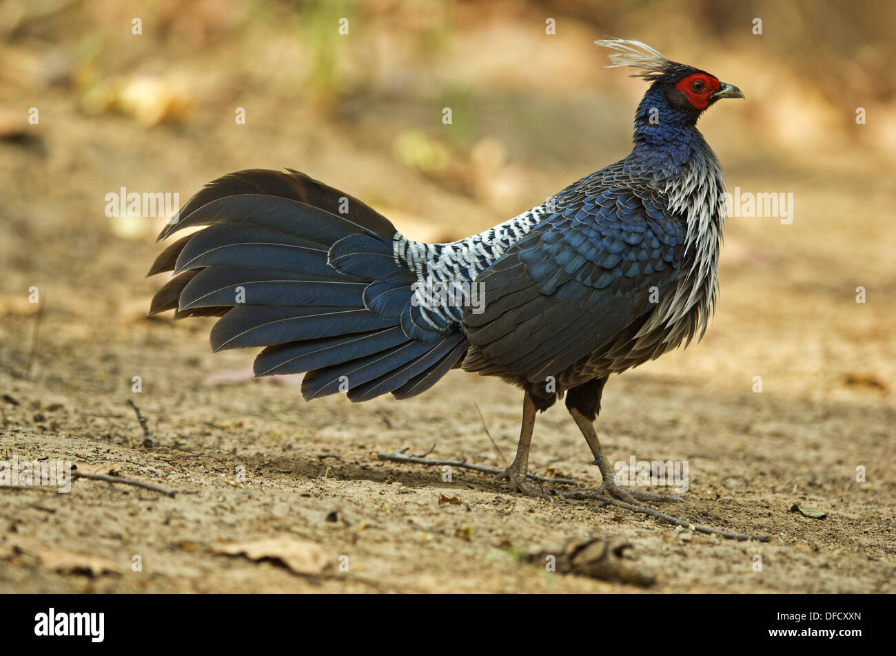 Male kalij pheasant hi-res stock photography and images - Alamy
