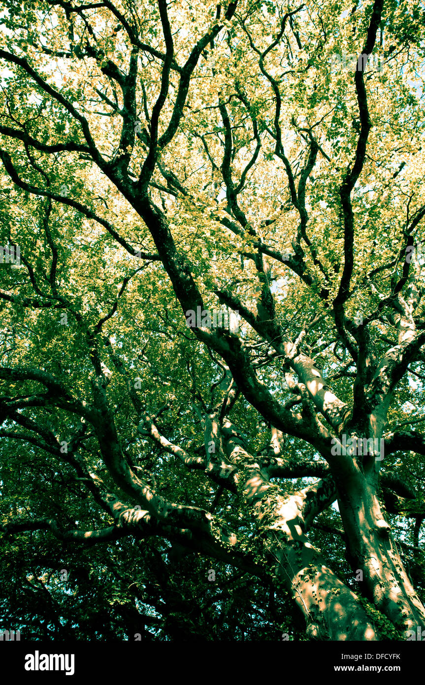 Tree roots below ground hi-res stock photography and images - Alamy