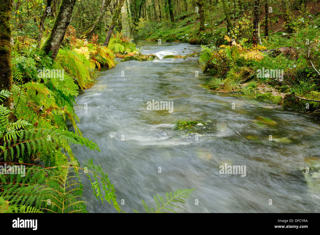 Forest landscape in a deciduous forest Stock Photo - Alamy