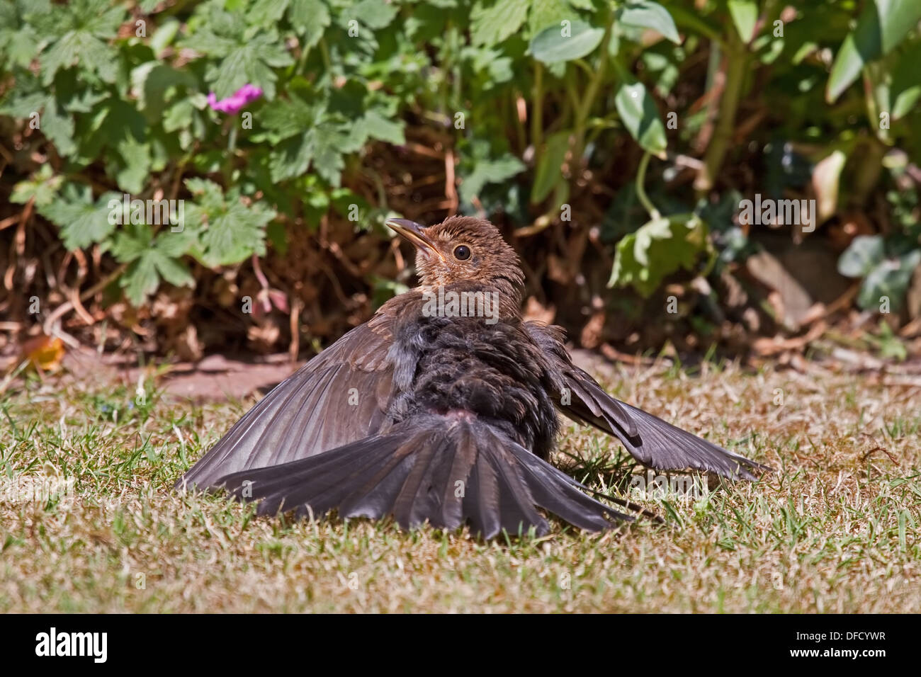 Juvenile blackbird hi-res stock photography and images - Alamy
