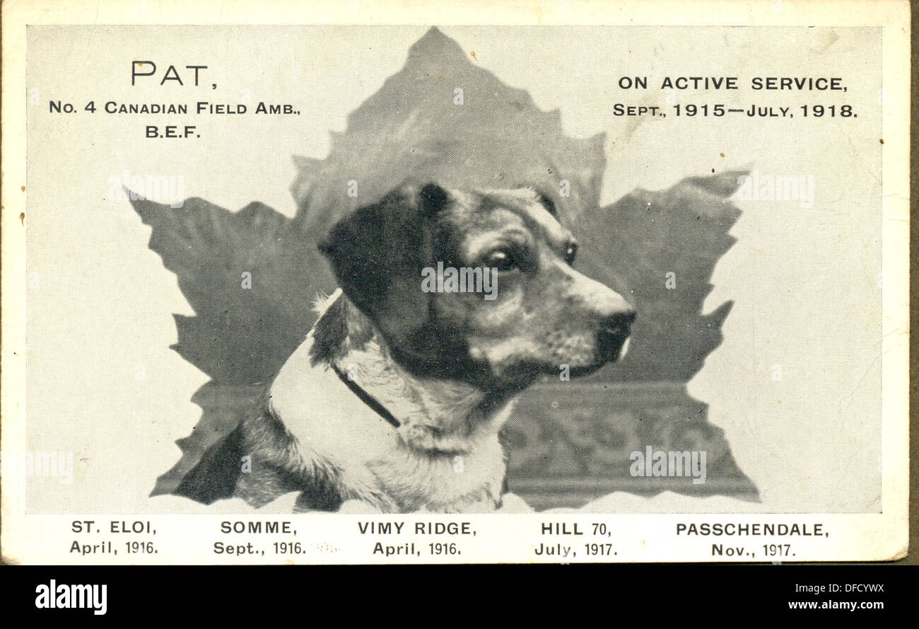 World War One portrait postcard of Pat a Red Cross dog from Calgary ...