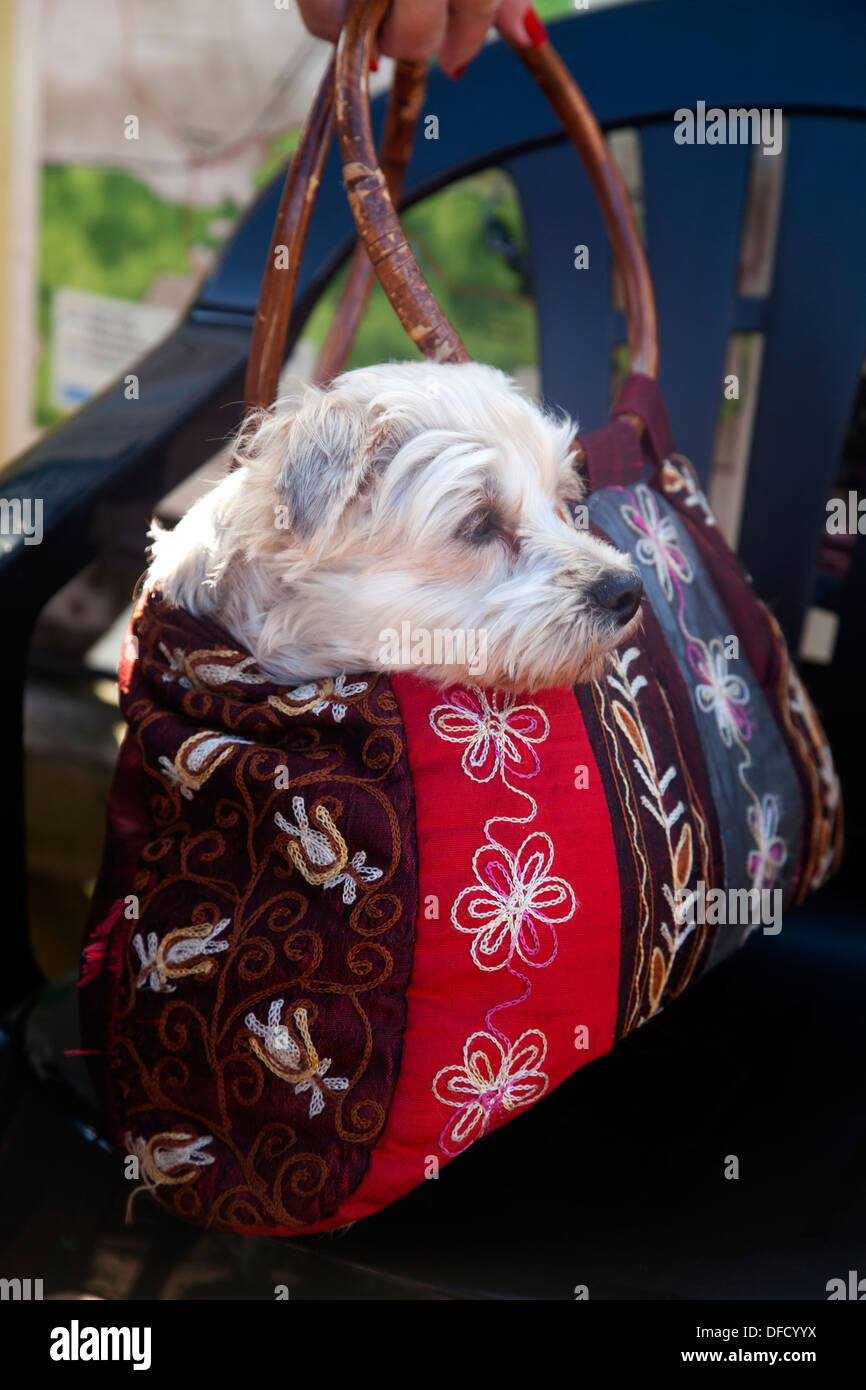 A dog in a bag Stock Photo - Alamy
