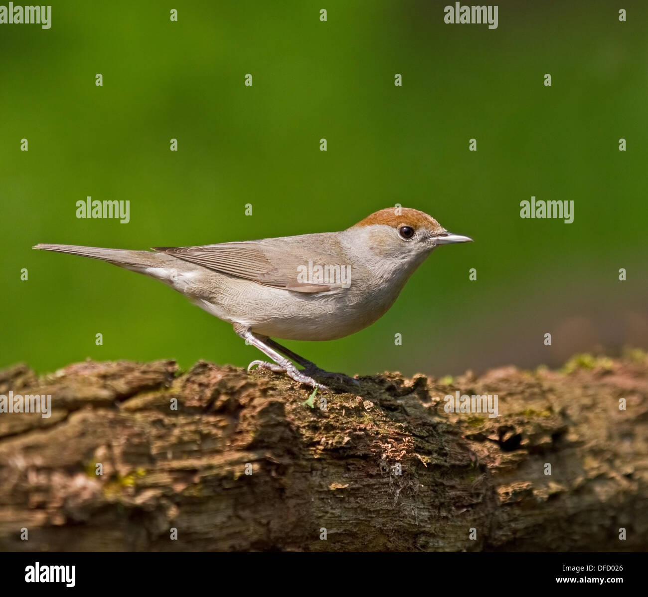 Female Blackcap perched on log looking right Stock Photo - Alamy
