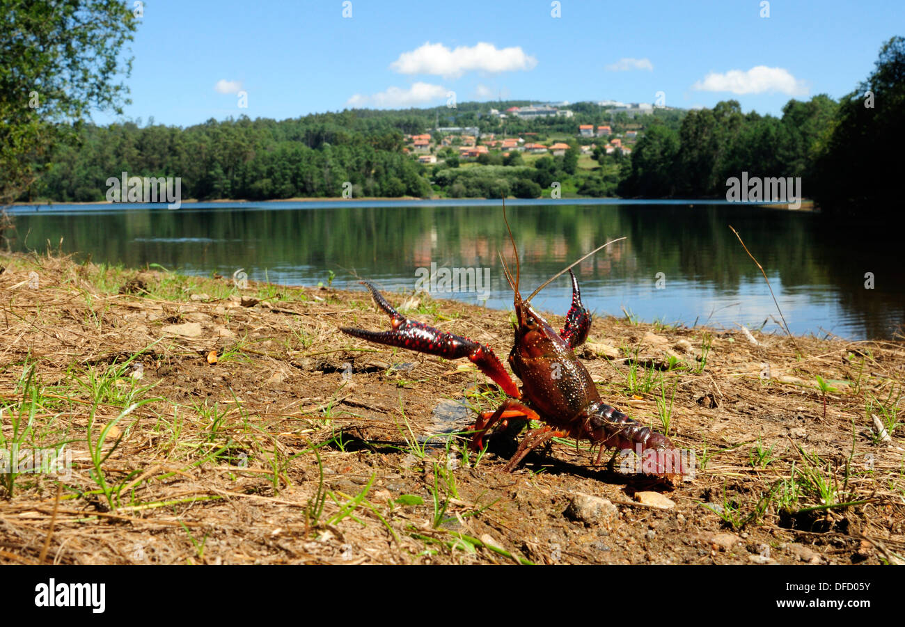 American Crayfish (Procambarus clarkii Stock Photo - Alamy