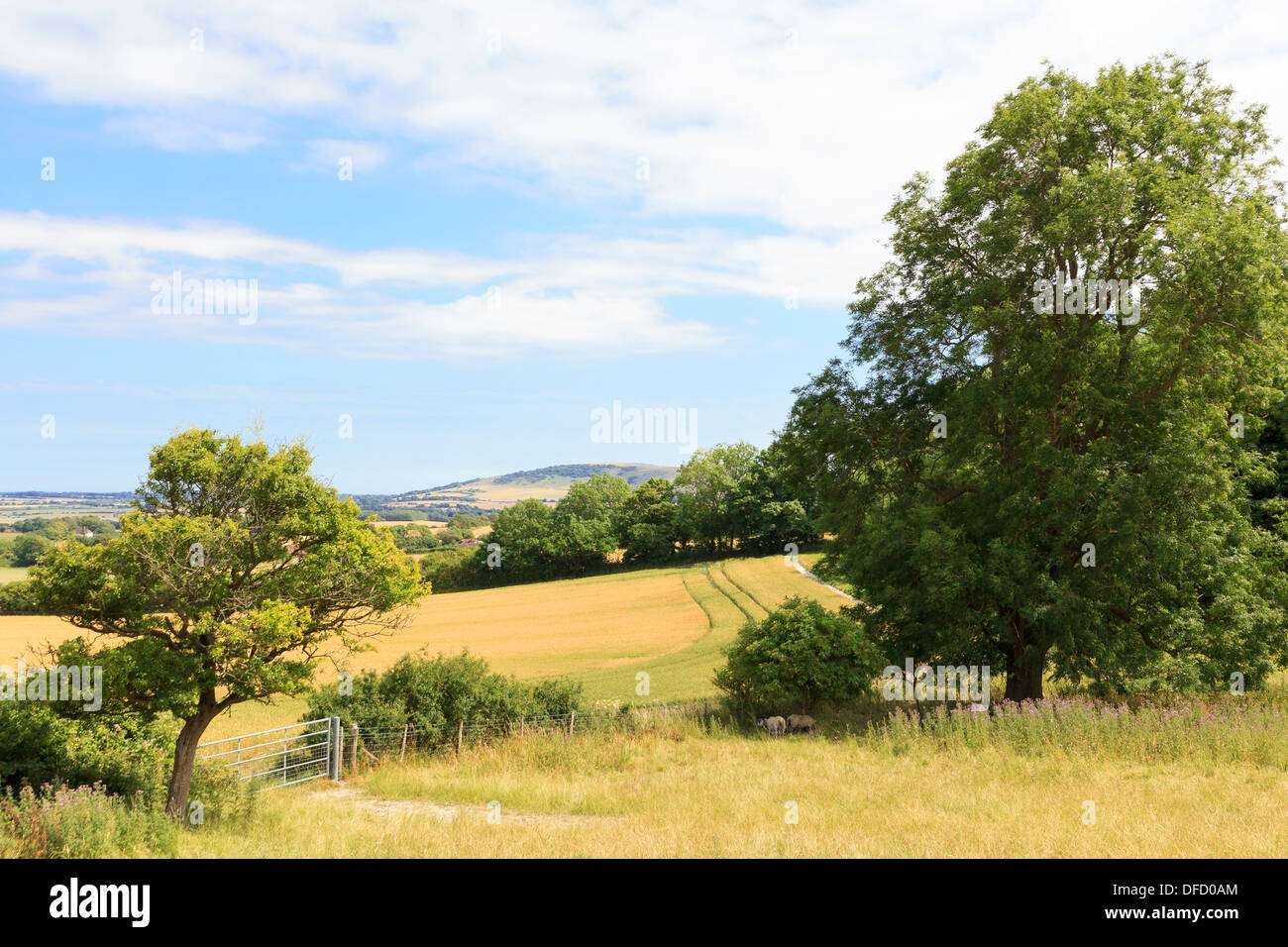 chalk landscape at the beginning of the Sussex Weald under the South ...