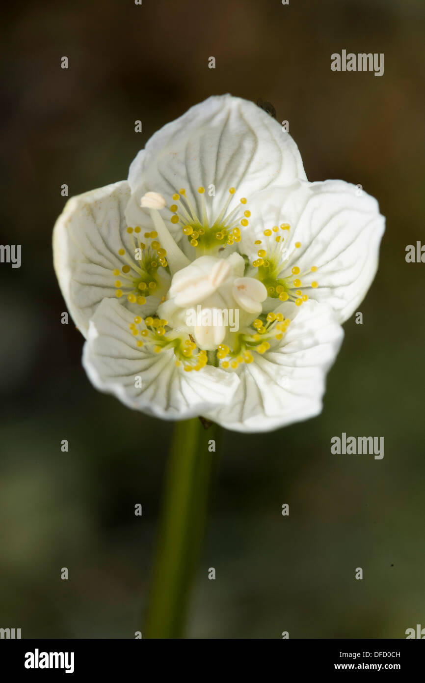 Parnassus grass hi-res stock photography and images - Alamy