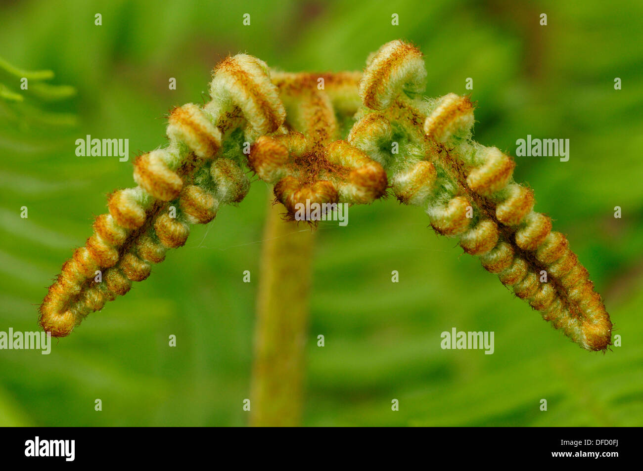 Braken or Eagle Fern (Pteridium aquilinum Stock Photo - Alamy