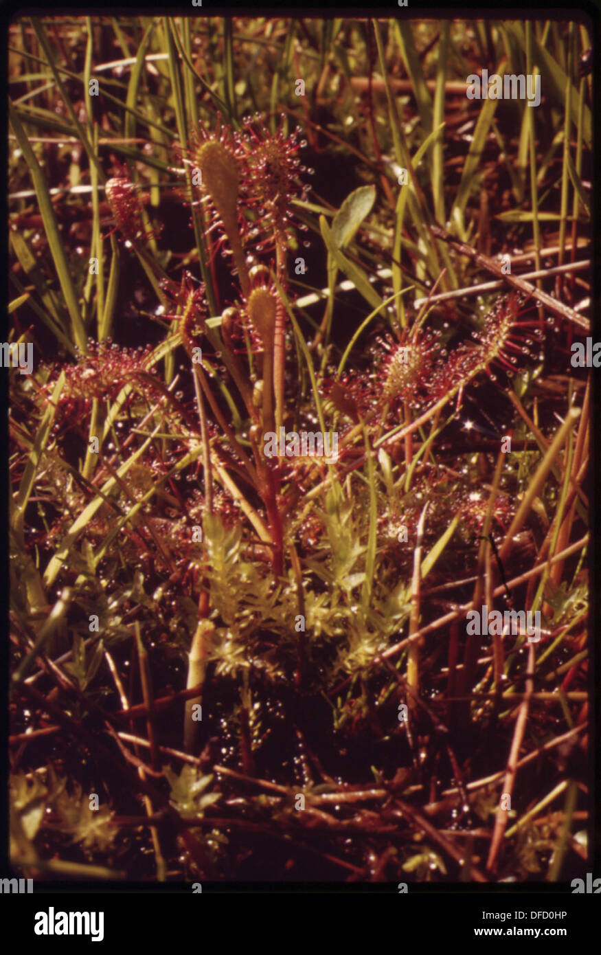 This photograph shows Drosera intermedia, commonly known as the sundew ...
