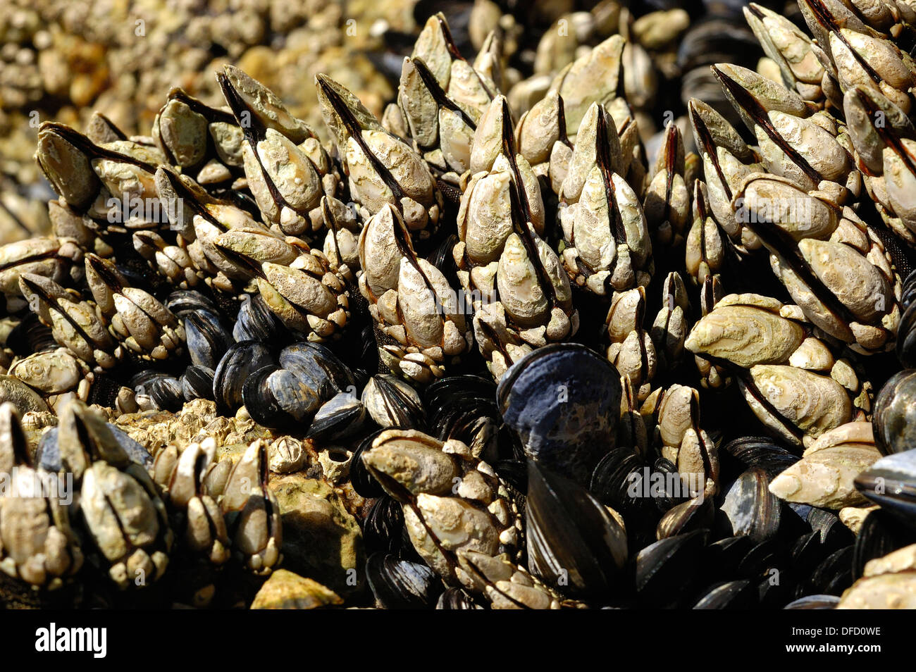Coastal rocks covered in goose barnacles (pollicipes pollicipes) and ...