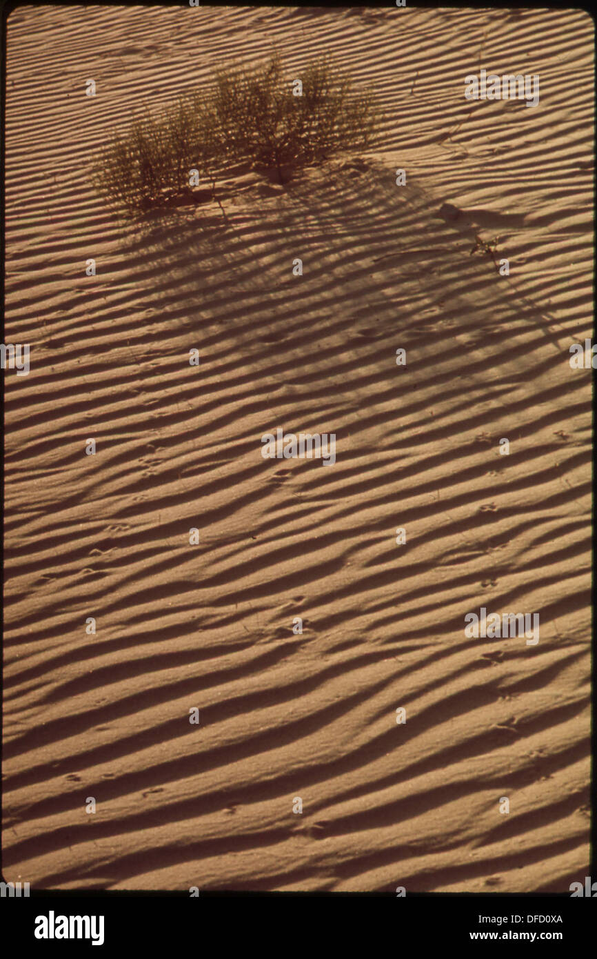 A large sand dune in Monahans Sandhills State Park, Texas, captured in ...