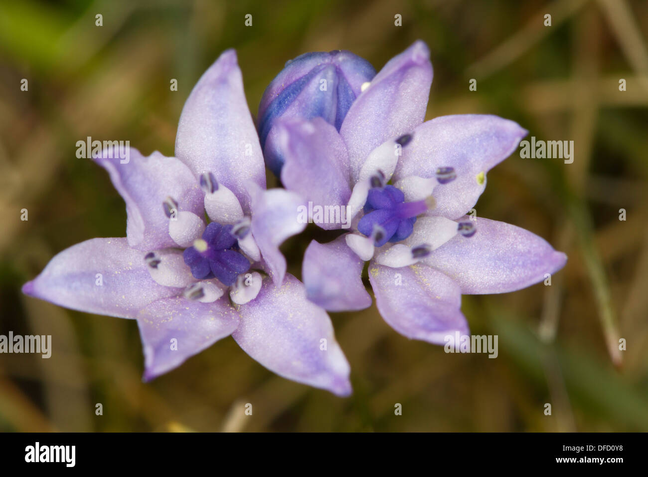 Spring Squill (Scilla verna) flowers Stock Photo - Alamy