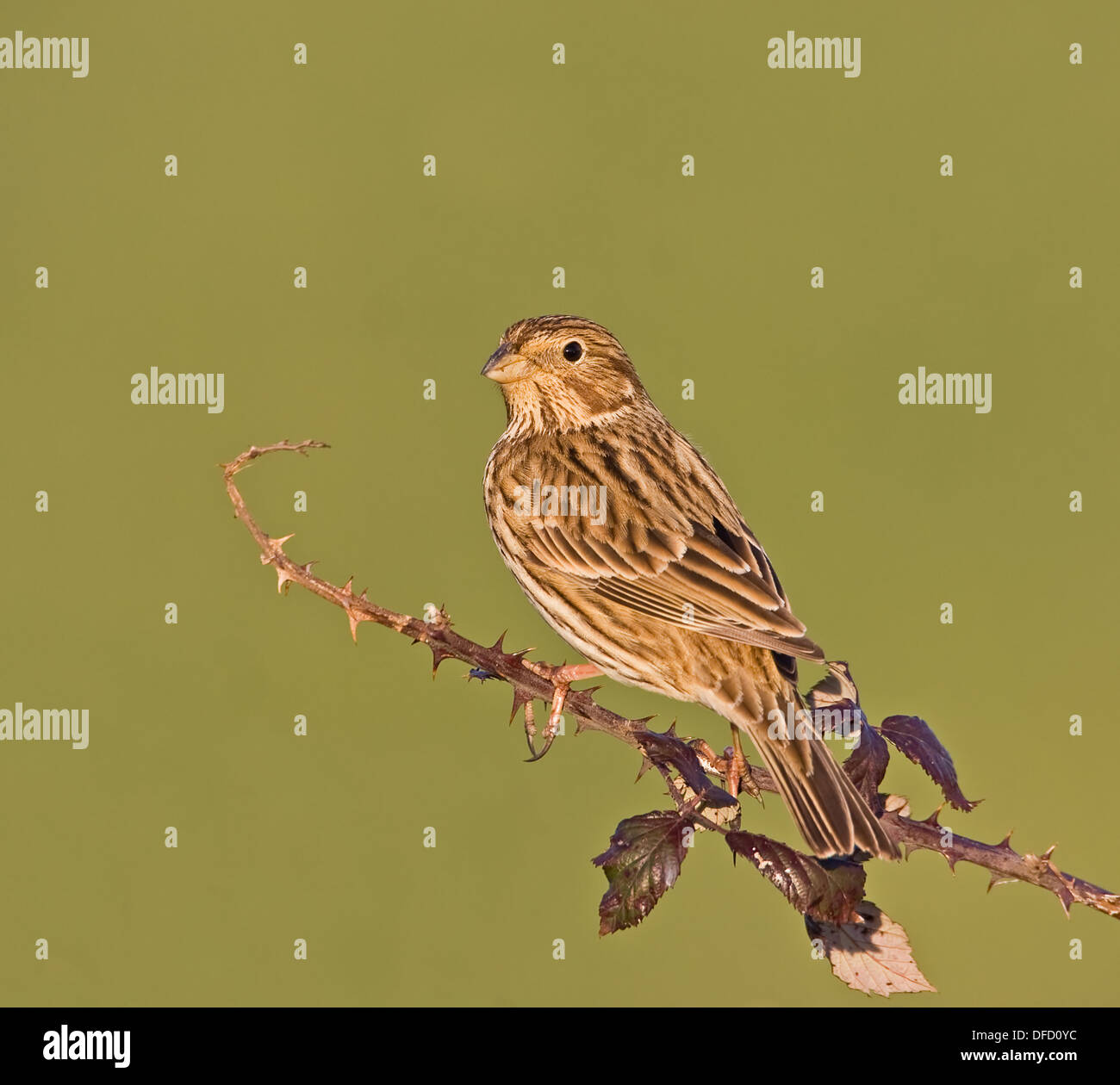 Bunting corn hi-res stock photography and images - Alamy