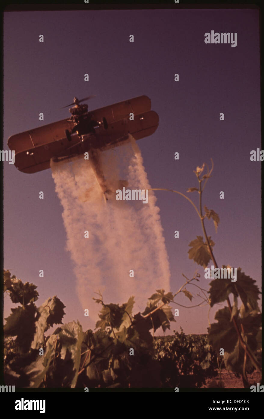 This image shows a farm worker dusting sulphur on grapevines to prevent ...