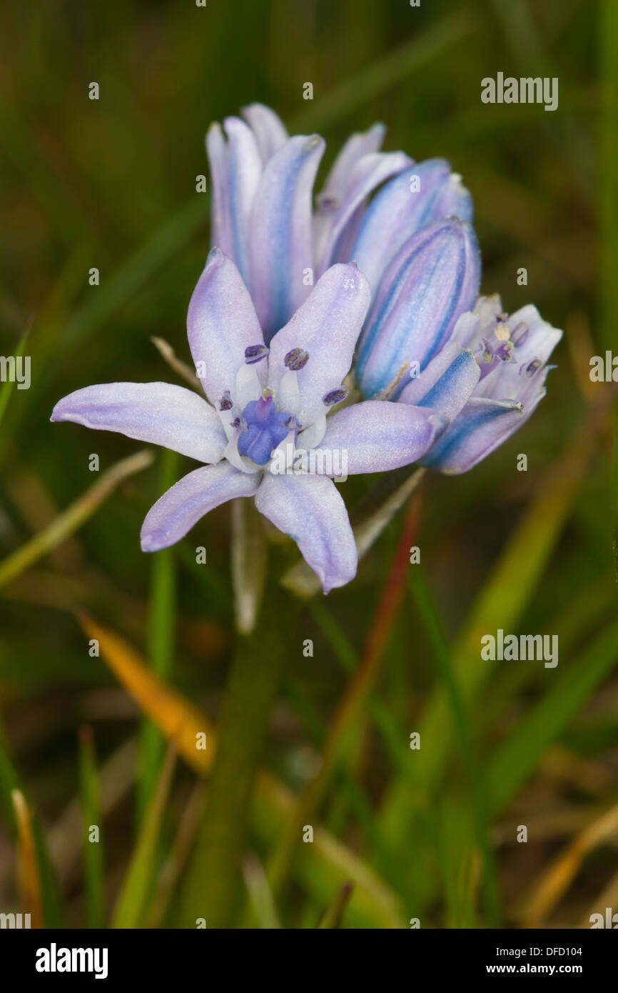 Scilla flower hi-res stock photography and images - Alamy