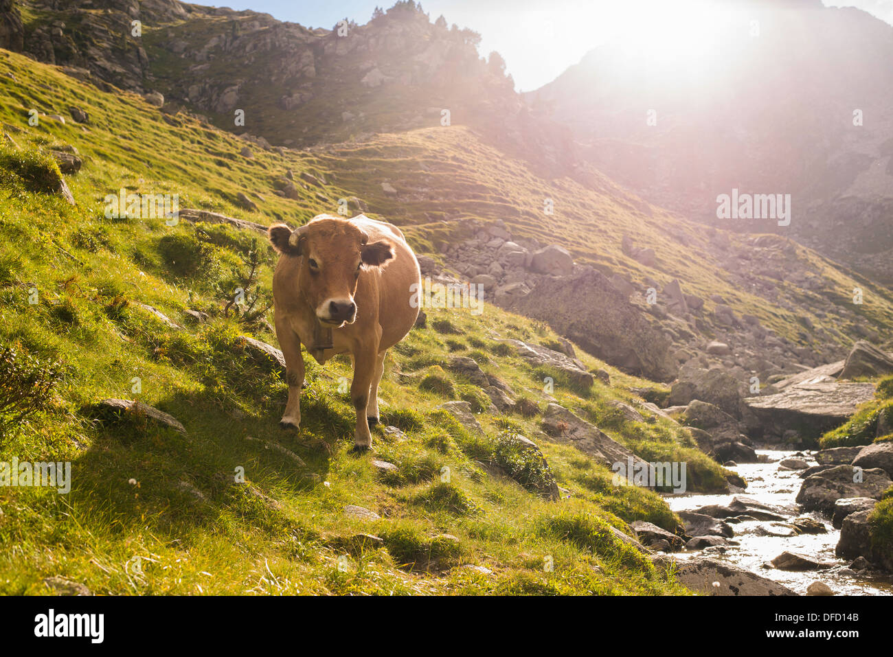 Cow trekking hi-res stock photography and images - Alamy