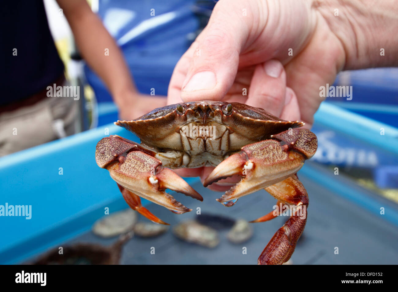 Atlantic rock crab hi-res stock photography and images - Alamy