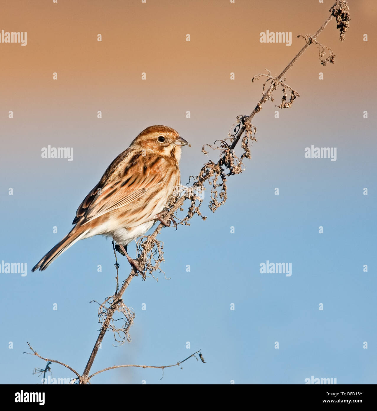 Female reed bunting hi-res stock photography and images - Alamy