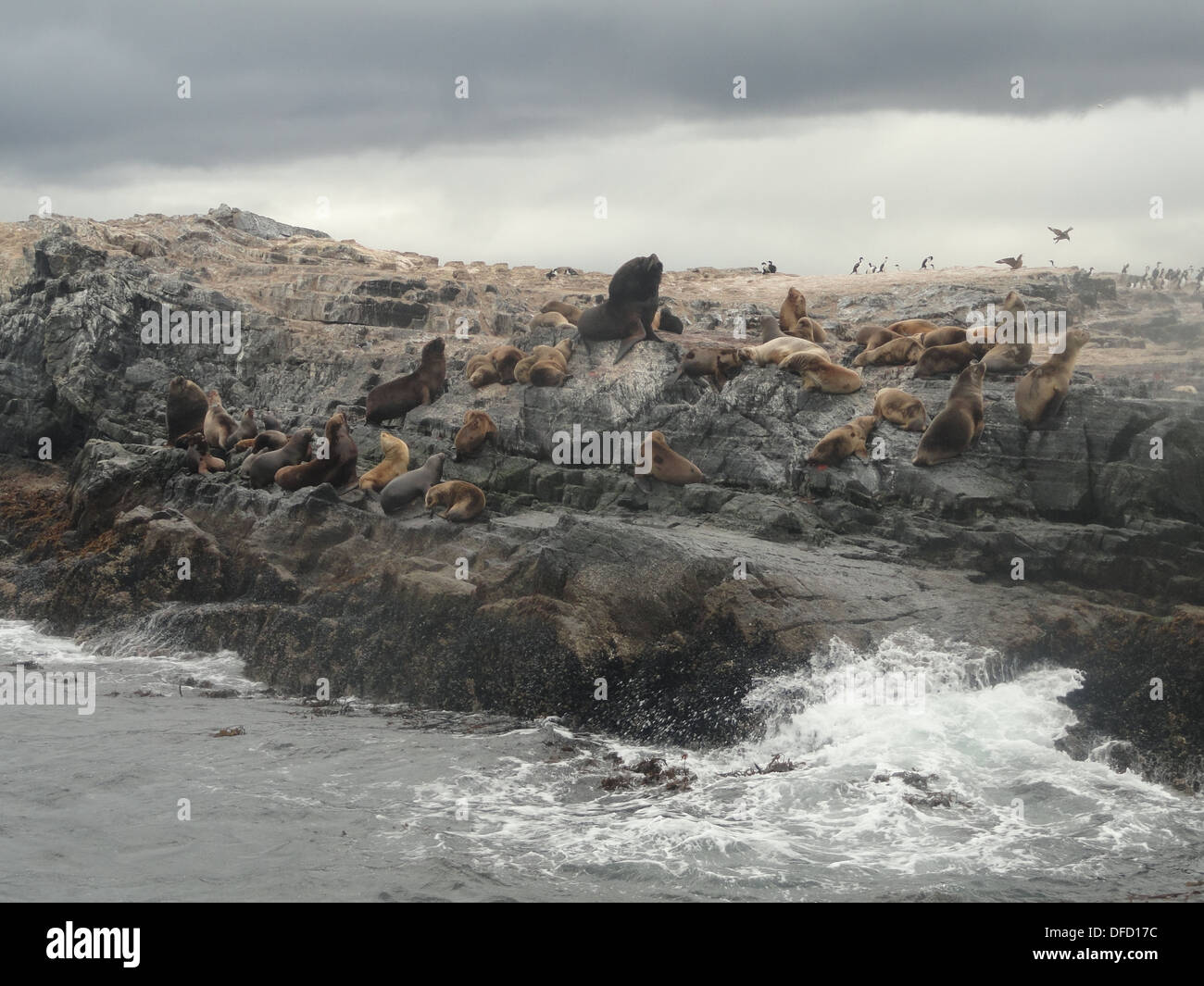Seabirds and sea lions on the islands of the Beagle Channel, near ...