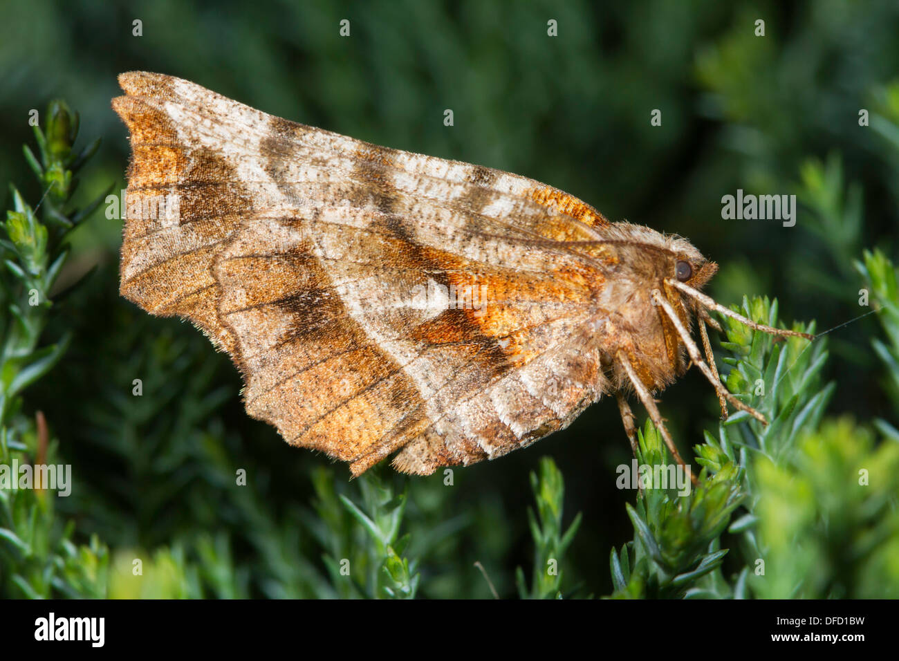 Early Thorn (Selenia dentaria) resting on a conifer Stock Photo - Alamy
