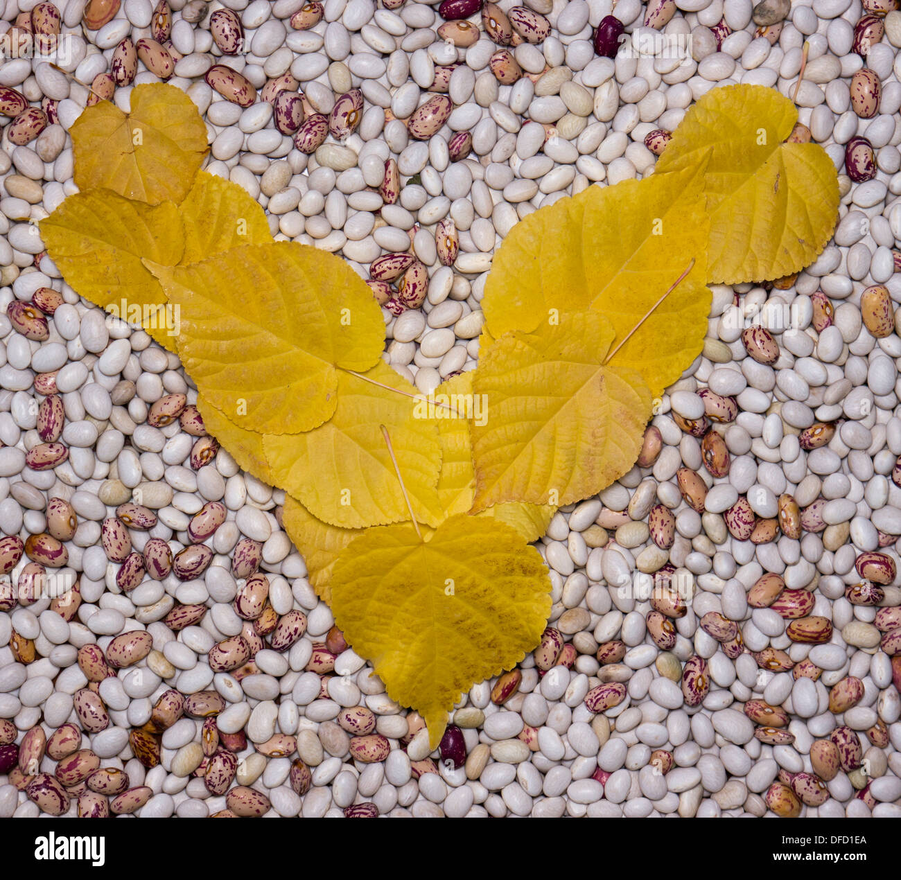 Kidney font hi-res stock photography and images - Alamy