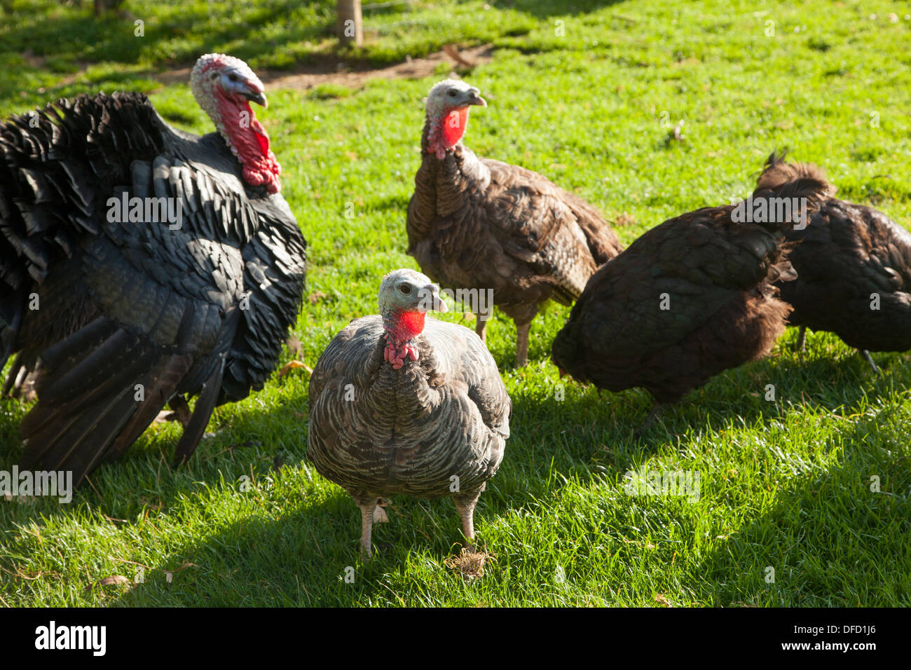 Norfolk turkey hi-res stock photography and images - Alamy