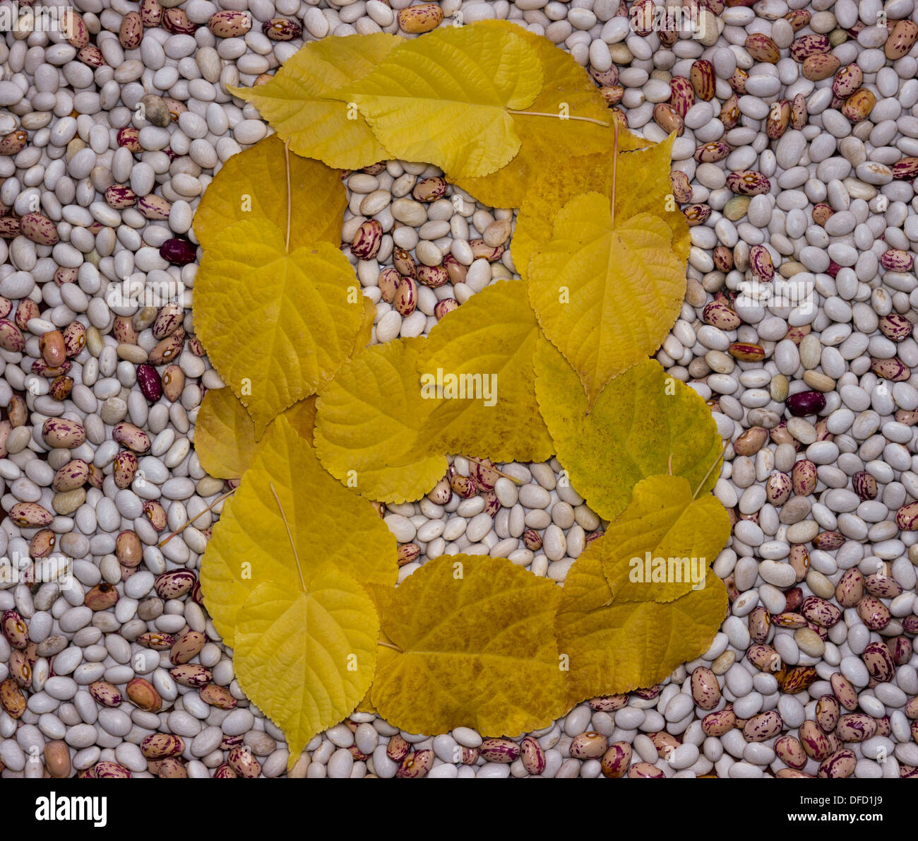 Letter B. Leaf and beans Stock Photo - Alamy